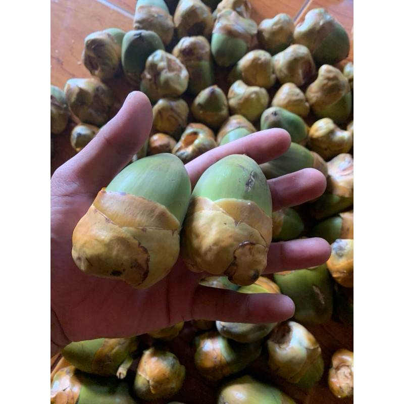 Jual ISM - Beluluk Buah Kelapa Kecil Tembuluk per 10 biji penurun gula ...
