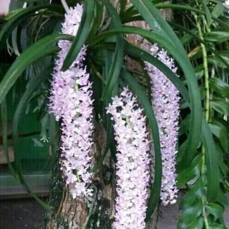 Jual Anggrek ekor tupai / Rhynchostylis retusa Lembur_kuring | Shopee ...