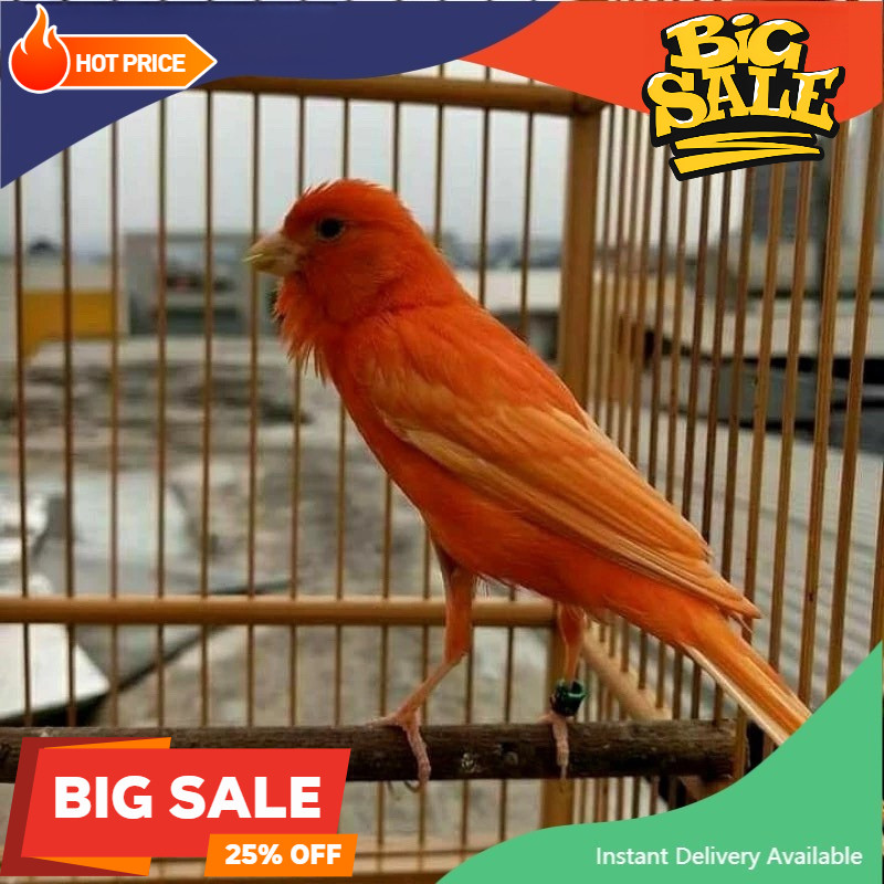 Jual burung kenari marlok merlok ( merah lokal ) bahan rawatan pilihan ...