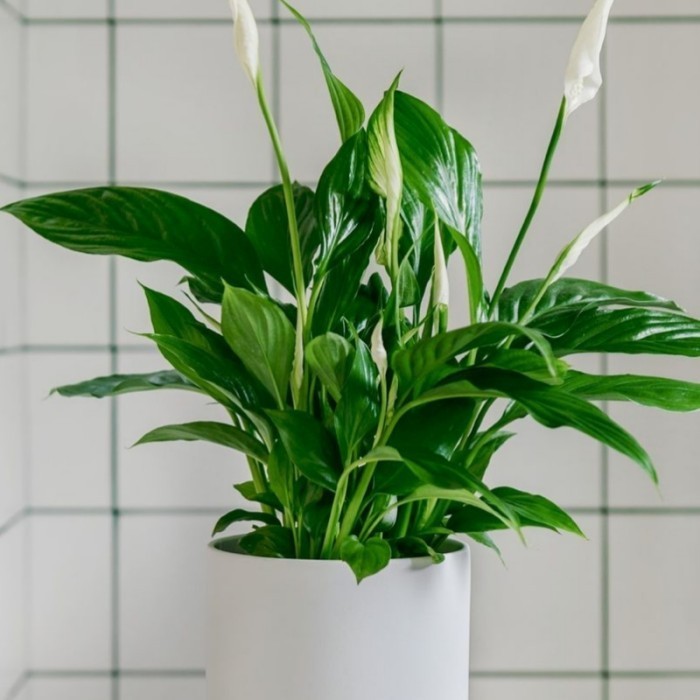 Jual Tanaman Penyerap Racun Peace Lily | Tanaman Hias Spathiphyllum ...