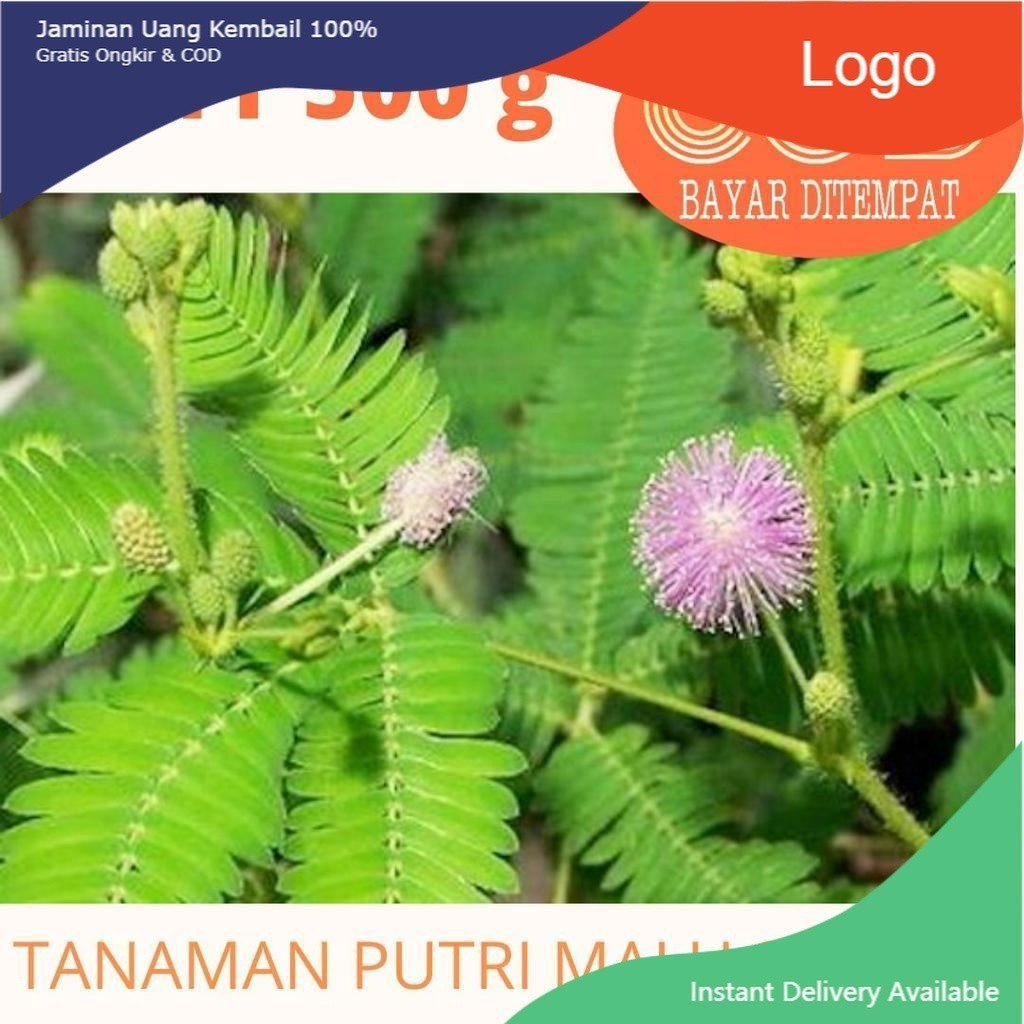 Jual Daun putri malu segar tanaman putri malu segar bisa dibikin bibit | Shopee Indonesia