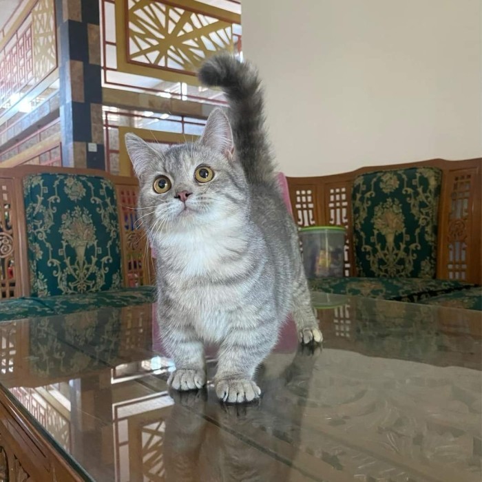 Jual Open Adopt Kitten, Adopsi Kucing, British Shorthair Munchkin ...