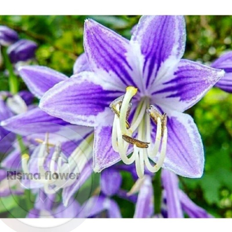 Jual Tanaman hias Bakung amarilis bunga ungu ( pohon - bunga hias ...