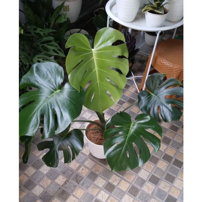 Jual tanaman hias monstera king REALPICT / bunga Monstera / Monstera ...