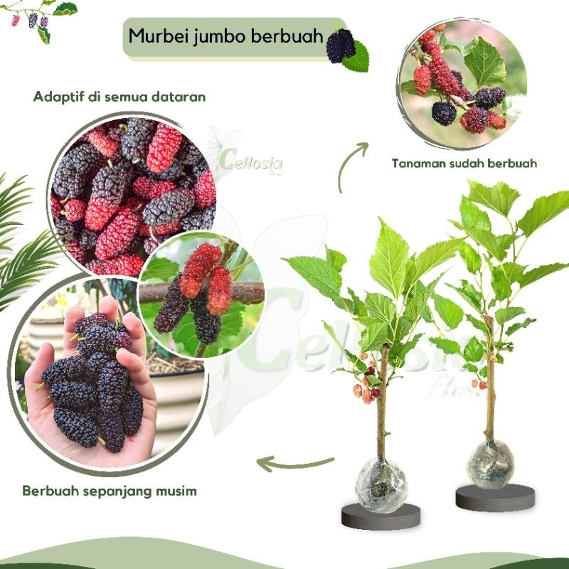 Jual Bibit Tanaman Buah Murbei / Mulberry Jumbo Cangkok (Sudah Berbuah ...