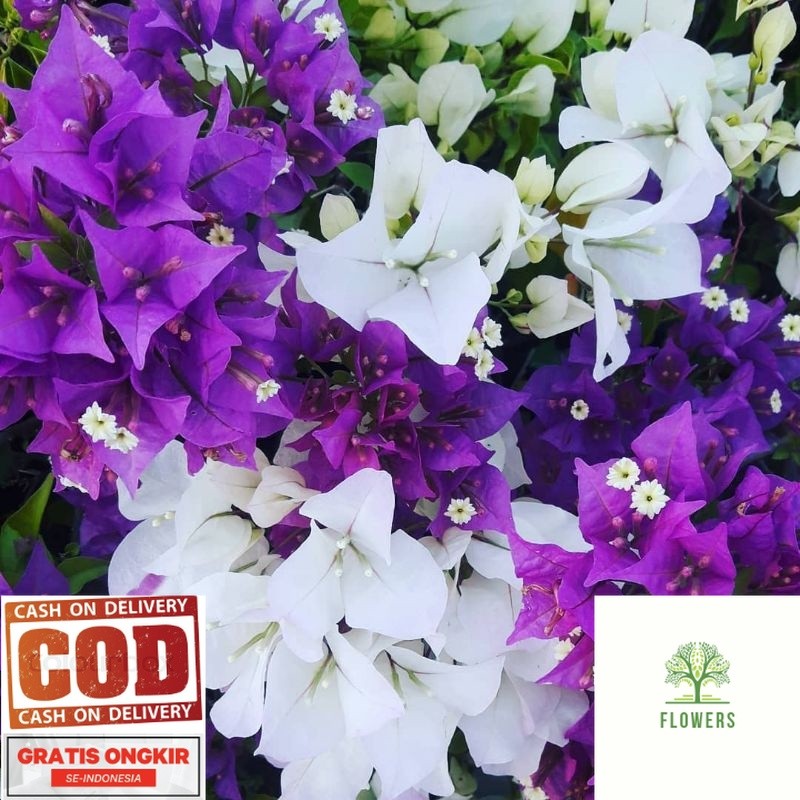 Jual Tanaman hias bibit bugenvil bunga kertas purple white - bunga ...