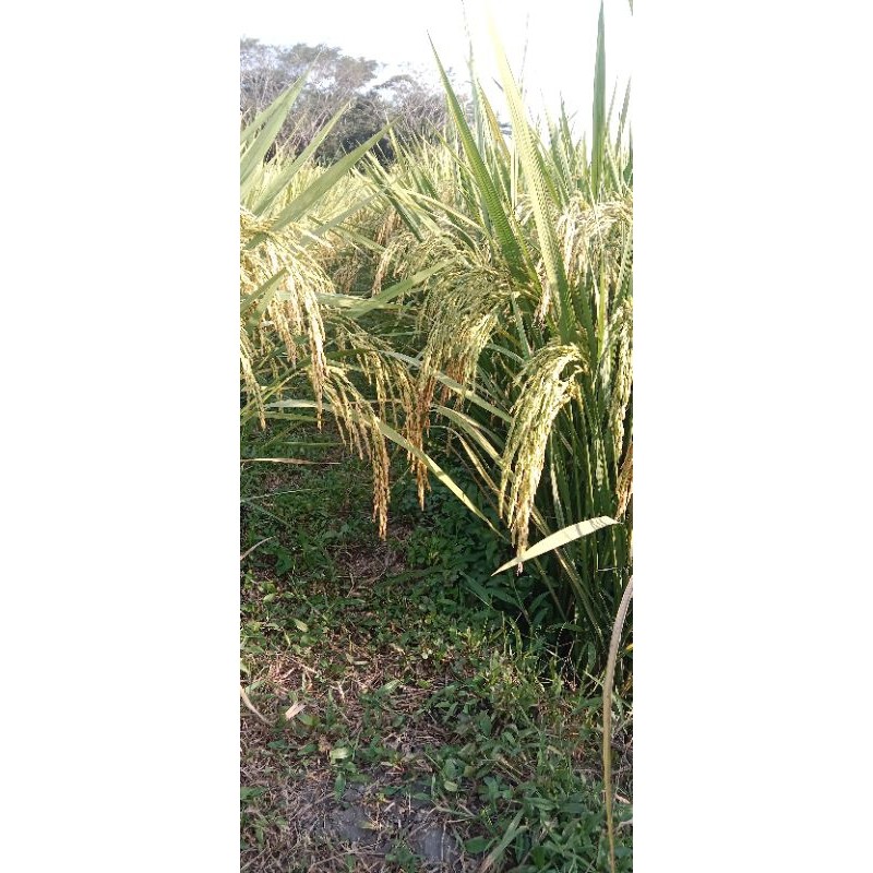 Jual PADI BARU!!! Benih padi Sigupai UA 11 kemasan 5kg original TANI ...