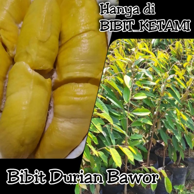 Jual Bibit Durian Bawor - Kategori Standart (ORIGINAL) | Shopee Indonesia