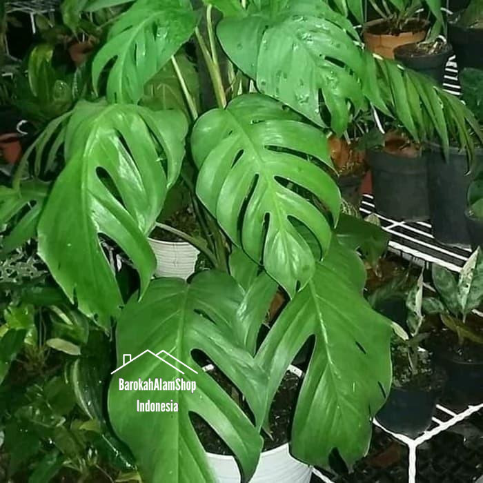 Jual Daun Ekor Naga Fresh Cut Epipremnum pinnatum Hiasan Dan Herbal ...