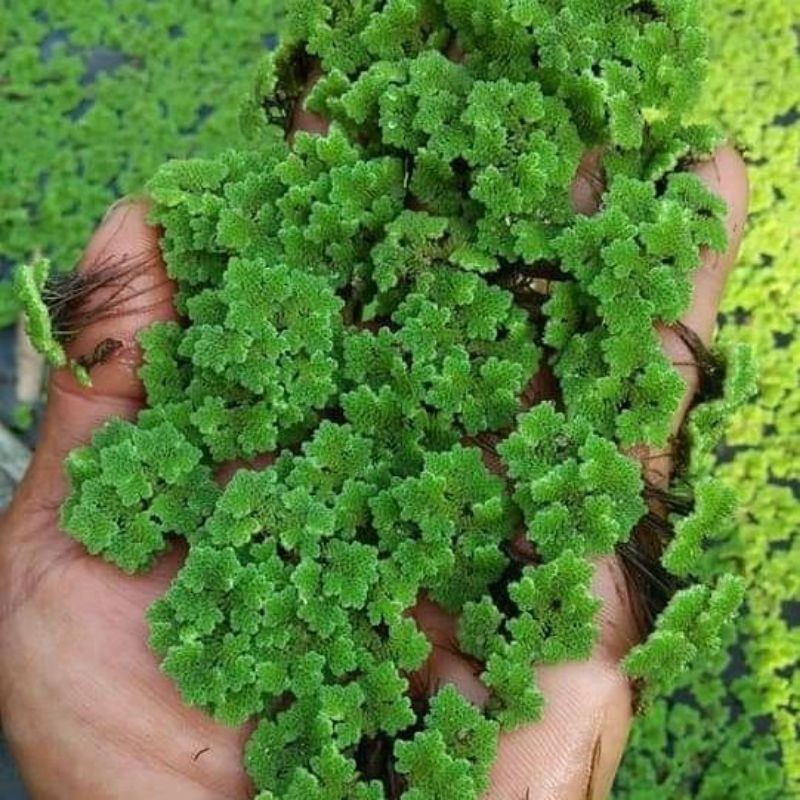 Jual Azolla Microphylla 500gr | Pakan Ikan & Unggas Alami | Pupuk ...