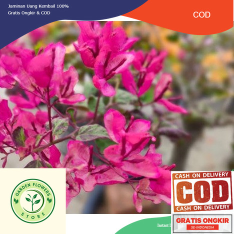 Jual BOUGENVILLE BLACK MARIA (COD) | Shopee Indonesia