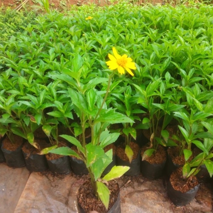 Jual Tanaman hias bunga widelia kuning - Pohon widelia | Shopee Indonesia