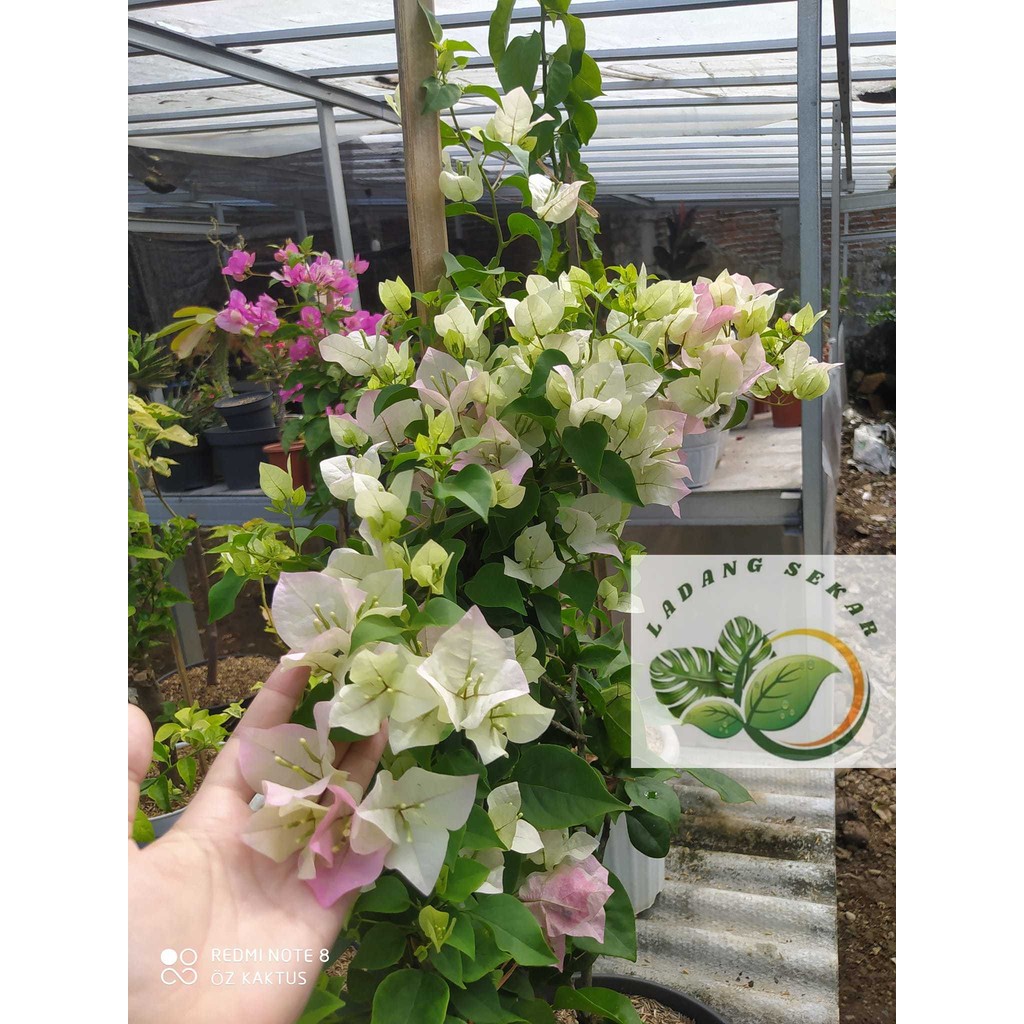 Jual Warna Gradasi Tanaman Hias Bougenvile Bengawan Solo Ori Bukan