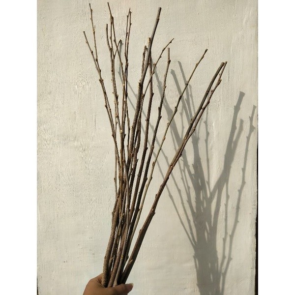 Jual ranting kering 60 cm | Shopee Indonesia