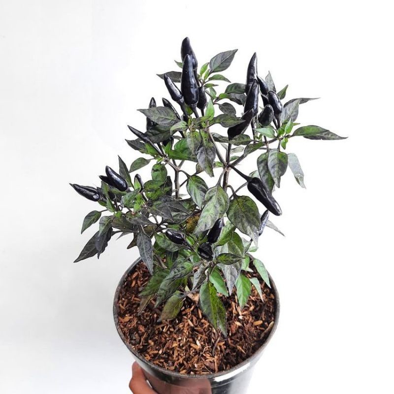 Jual Tanaman Hias Konsumsi Cabe / Cabai / Lombok Hitam (Sudah Berbuah ...