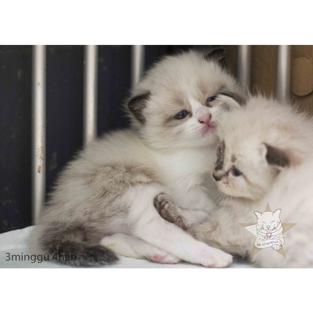Jual kucing anggora, persia, bsh, maincoon, ragdoll | Shopee Indonesia