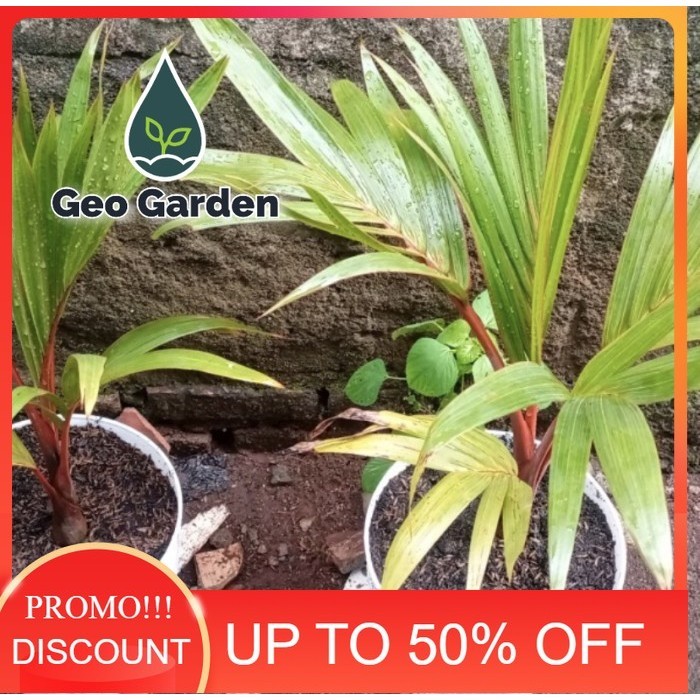 Jual pohon palem merah - bibit palm merah - pinang palem merah (30-45cm ...