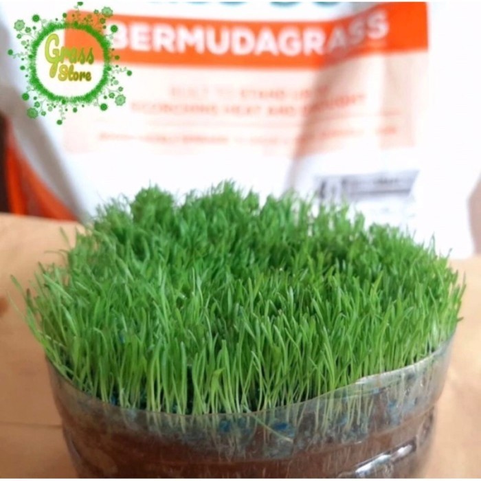 Jual Benih rumput golf 1kg bermuda grass turf builder scotts biji ...