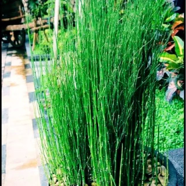 Jual Tanaman hias bambu air/pohon bambu air | Shopee Indonesia