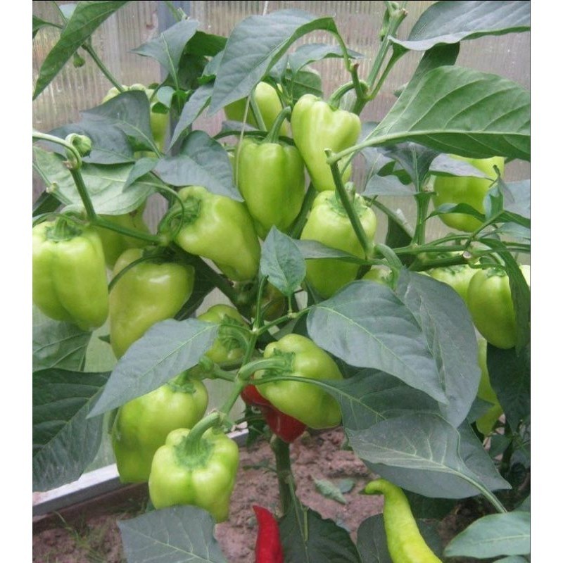 Jual Tanaman Cabe paprika - Cabai Gendot - lombok terpedas di dunia ...