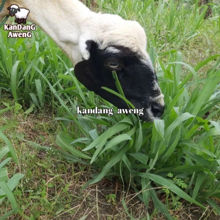 Jual 500gram Benih Rumput Grass Seed SememBras Signal Brachiaria ...