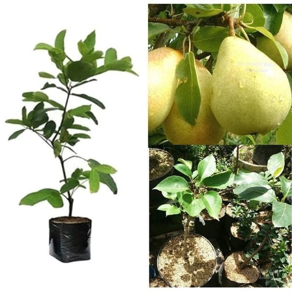 Jual Bibit Tanaman Buah Pir Kuning - Pir Asia ( Hasil Cangkok ...