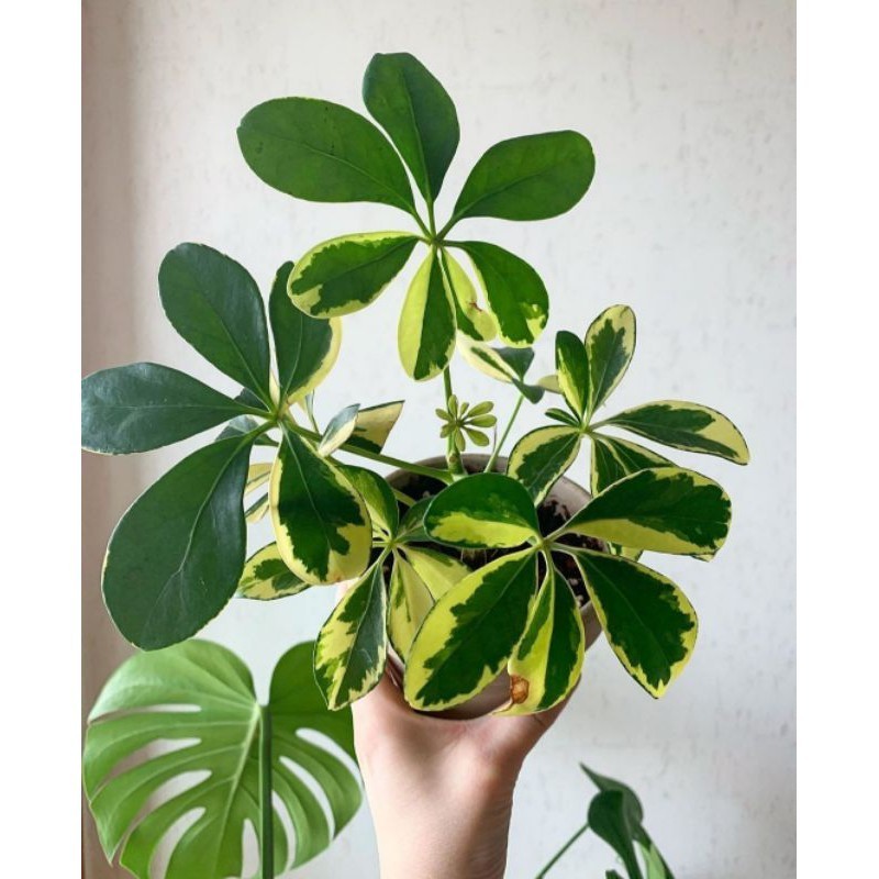 Jual scheffera arboricola / wali songo varigata tanaman tahan panas di ...