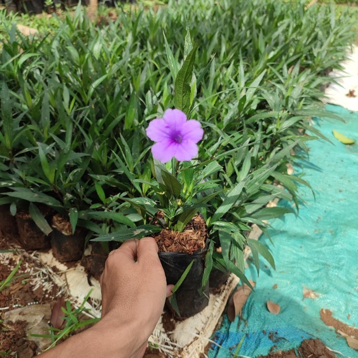 Jual tanaman ruellia tegak - pohon rawelia rollia tegak bunga ungu ...