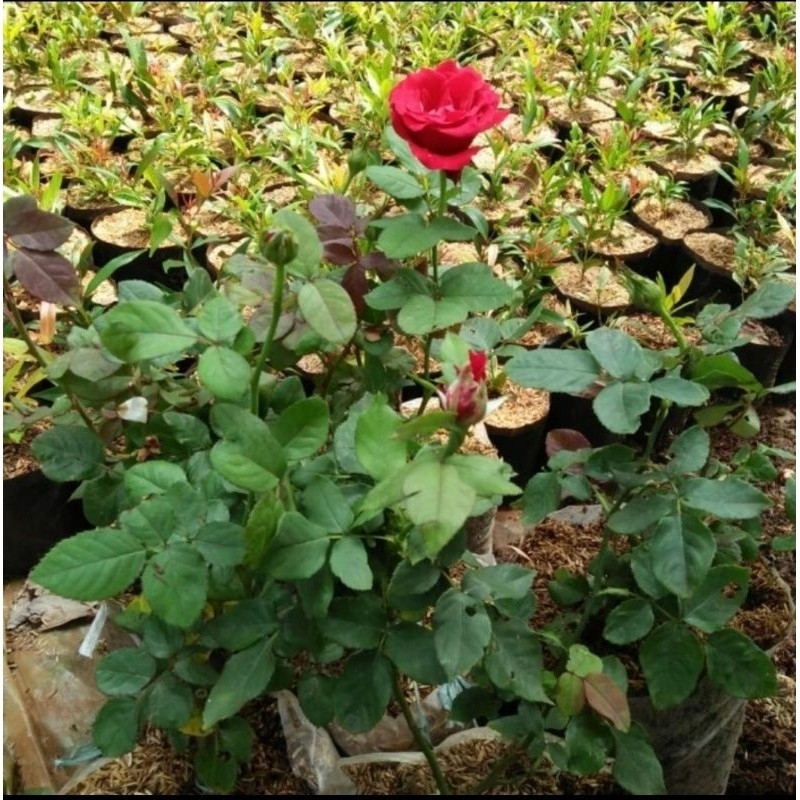Jual pohon bunga mawar sudah berbunga | Shopee Indonesia