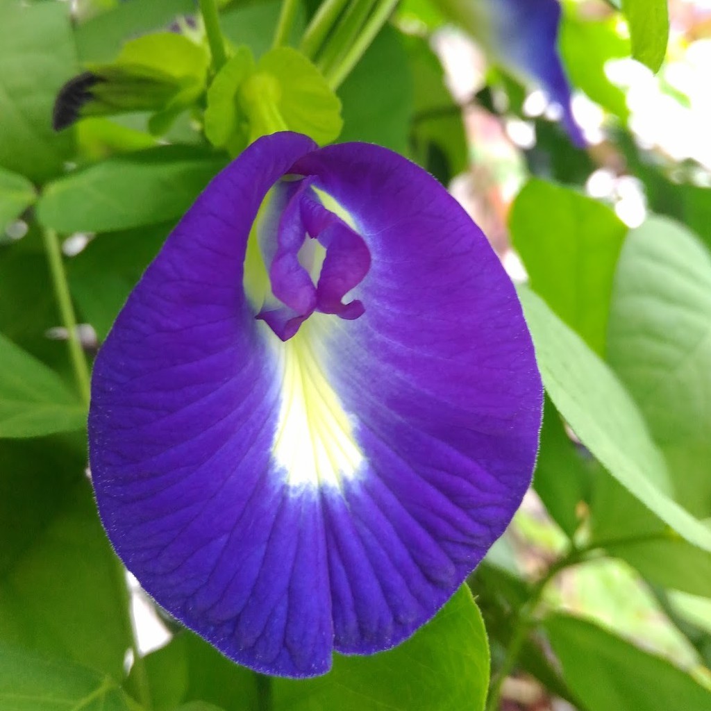 Jual Benih 10 Bibit Bunga Telang Ungu Benih Tanaman Bunga Telang Non ...