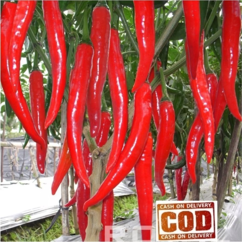 Jual CABE MERAH BESAR - 20Biji / Benih / bibit CABE MERAH BESAR / CABAI ...