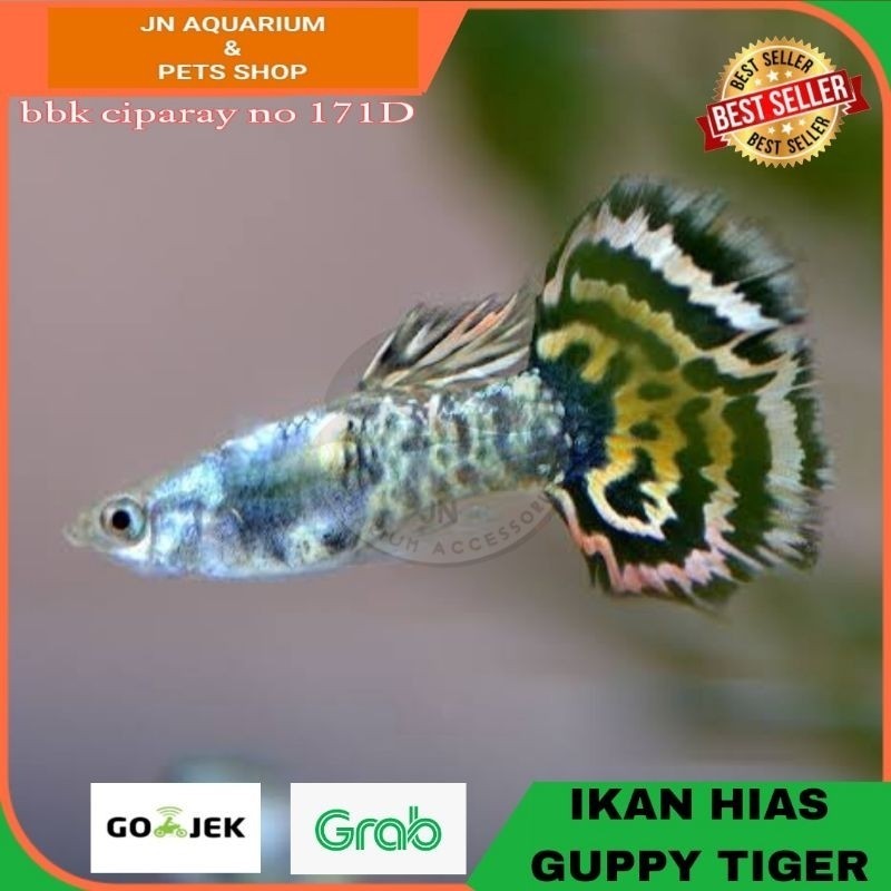 Jual IKAN HIAS GUPPY TIGER AIR TAWAR AQUARIUM | Shopee Indonesia