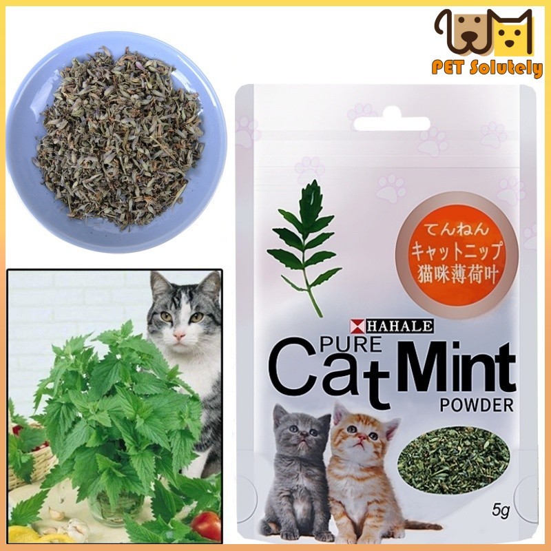Jual Catnip Catmint BIKIN FLY KUCING Catmint Kucing Cat Mint Powder 5g ...
