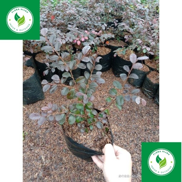 Jual - ( BISA COD ) TERMURAH Tanaman Hias Coropitalum Bidara Merah ...