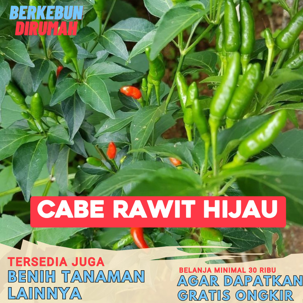Jual Benih Cabe Rawit Hijau Unggul Sayuran Cabai Berkualitas - Bibit Tanaman Sayur Seribuan ...