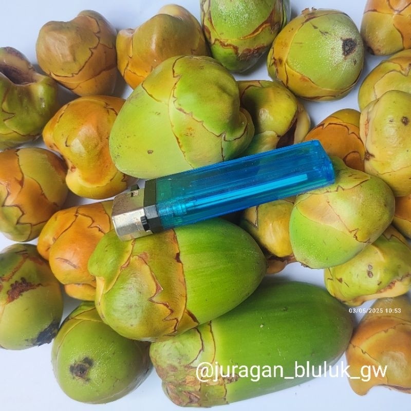 Jual Paket 1Kg Bluluk Pentil Kelapa Muda Kecil Fresh Bluruk Tembuluk ...