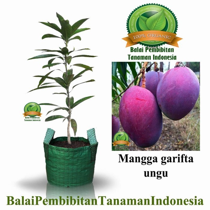 Jual Mangga Garifta Ungu / bibit buah / tanaman | Shopee Indonesia