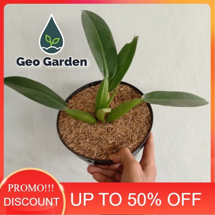 Jual PHILODENDRON MARTIANUM tanaman hias philo katak stang pendek ...