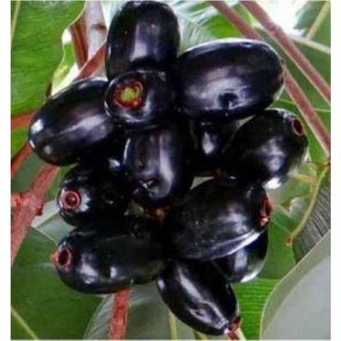 Jual COD PAKET 2 Bibit Tanaman Buah Juwet Hitam/Buah Jamblang/Buah ...