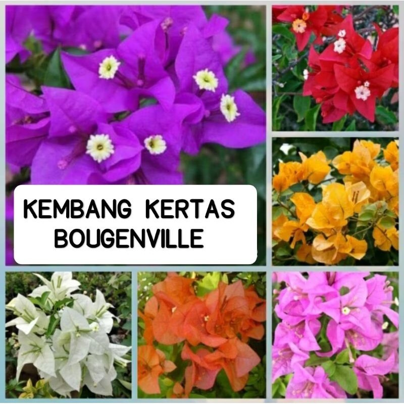 Jual ( BISA COD ) Tanaman Bougenville Kembang Kertas Bunga Hias ...