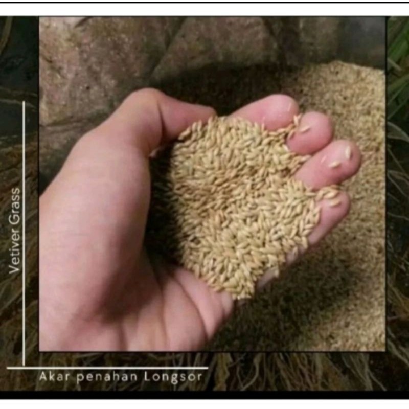 Jual Benih rumput signal grass vetiver akar wangi penahan longsor 1Kg ...
