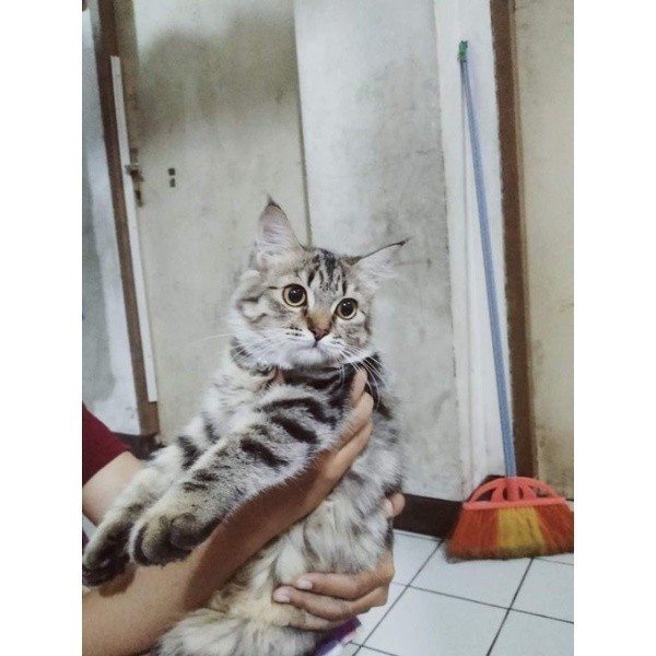 Jual kucing persia mix mainecoon | Shopee Indonesia