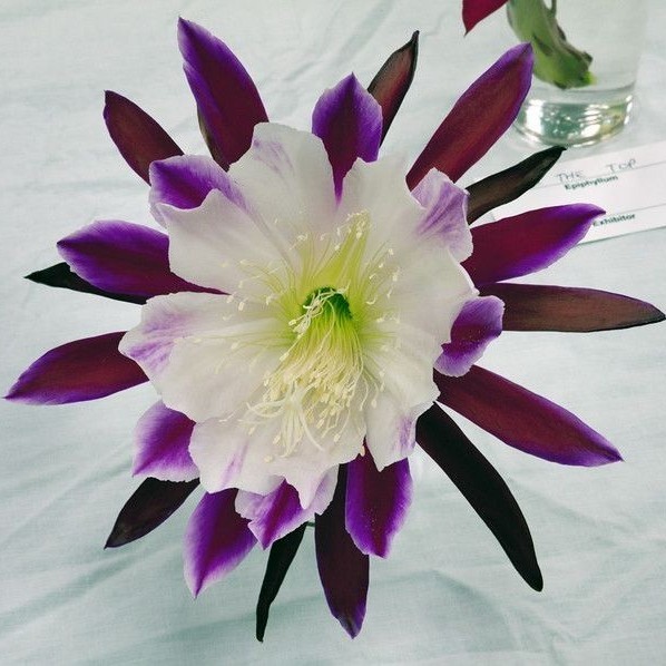 Jual Tanaman Hias Bibit Bunga Wijaya Kusuma Purple Clown -wijaya kusuma ...