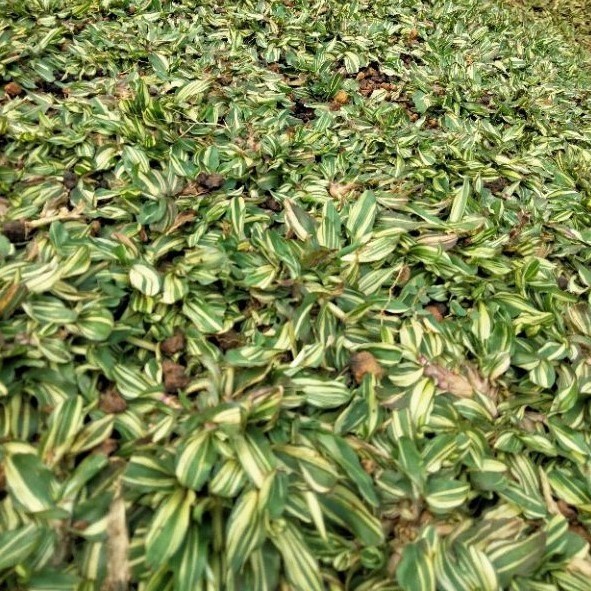 Jual Tanaman Rumput Gajah Mini Variegata - Rumput Hias dengan Pola Daun ...