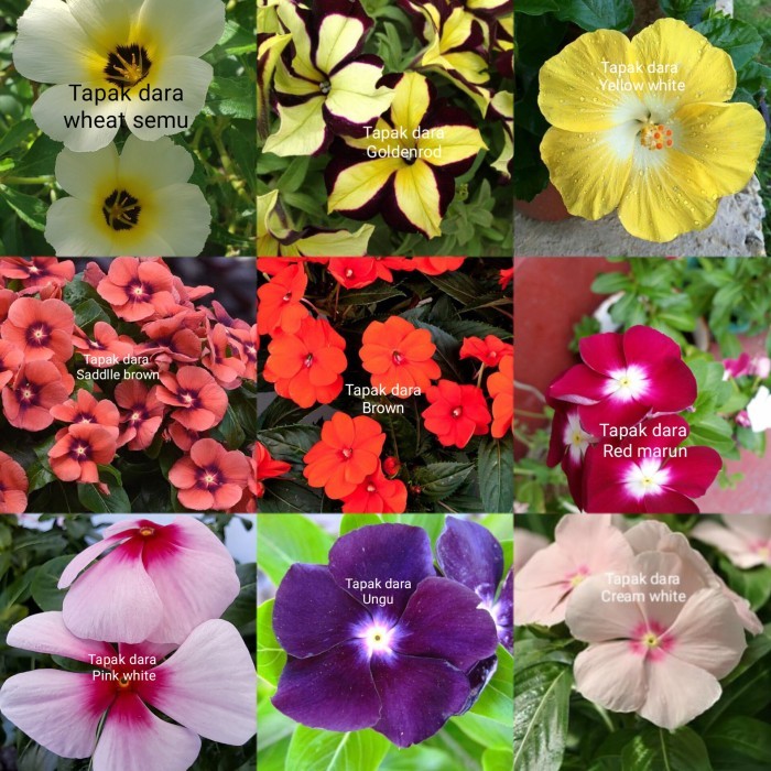 Jual Tanaman hias paket 9 tanaman tapak dara atau Vinca jenis jenis ...