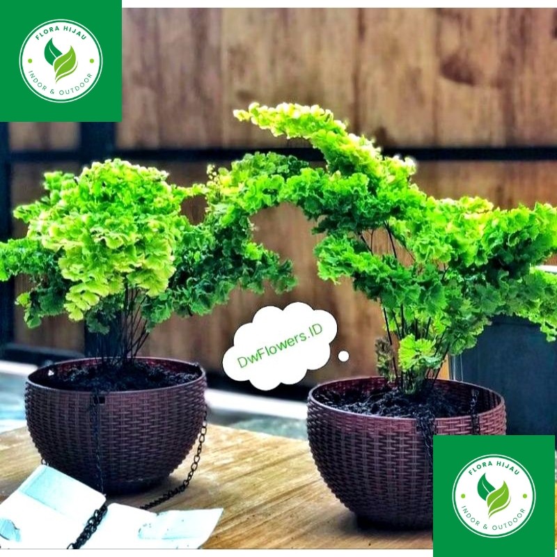 Jual - ( BISA COD ) Tanaman Hias Jenis Suplier Daun Gajah -Suplir ...