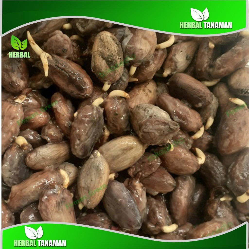 Jual Biji Benih Bibit kakao Coklat Super siap semai TERLARIS | Shopee ...