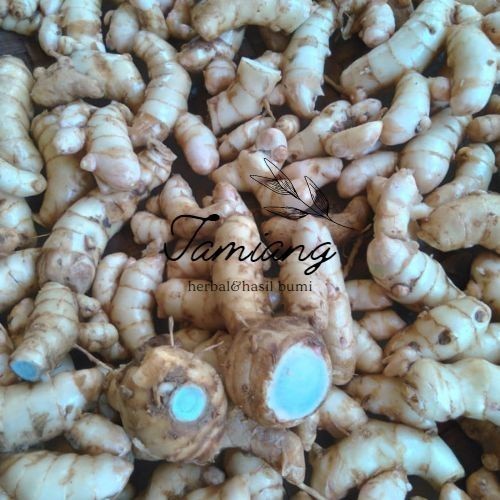 Jual Temu Ireng Temu Hitam Asli koneng hideung curcuma 1kg Temulawak ...