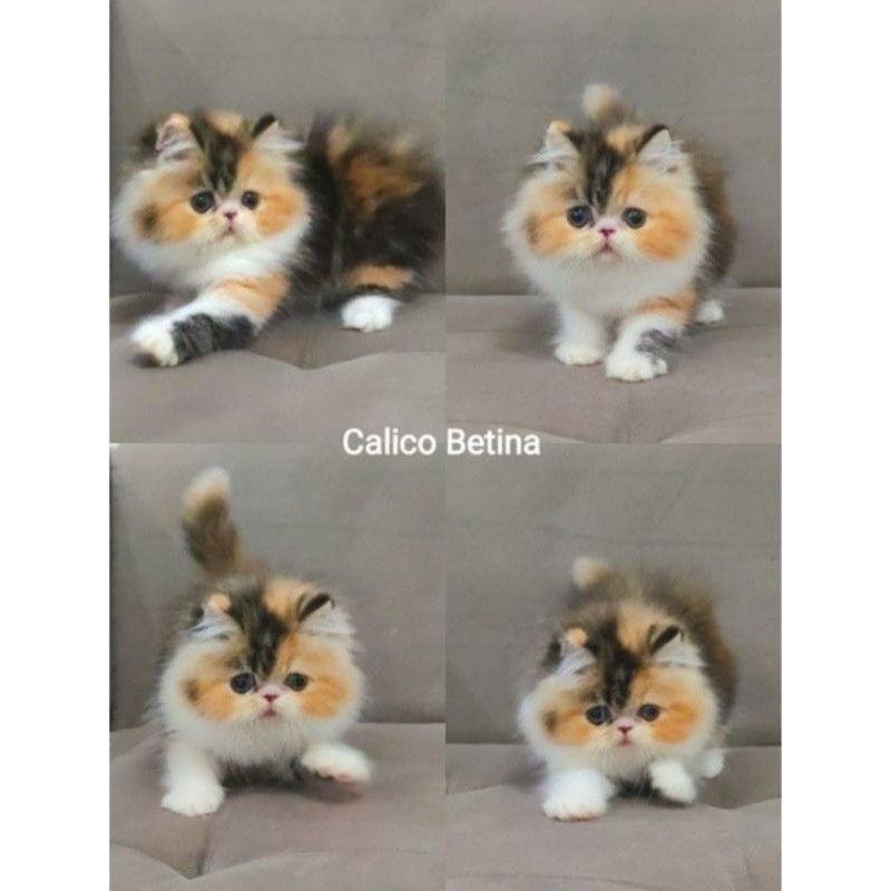 Jual kucing persia peaknose calico | Shopee Indonesia