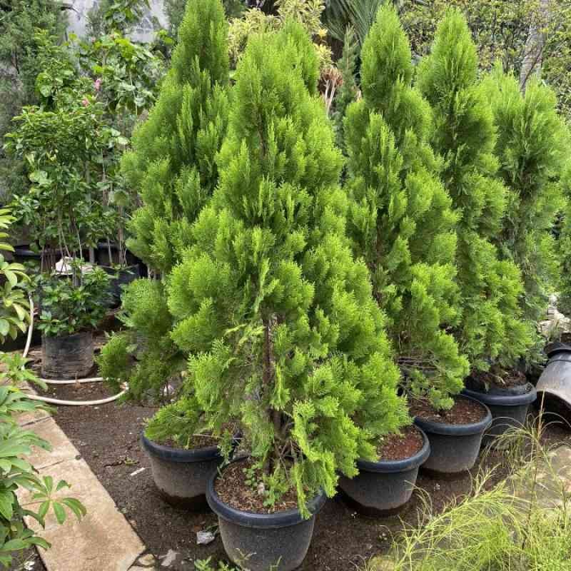 Jual Bibit Tanaman Hias Cemara kipas 1 meter dalam pot | Shopee Indonesia